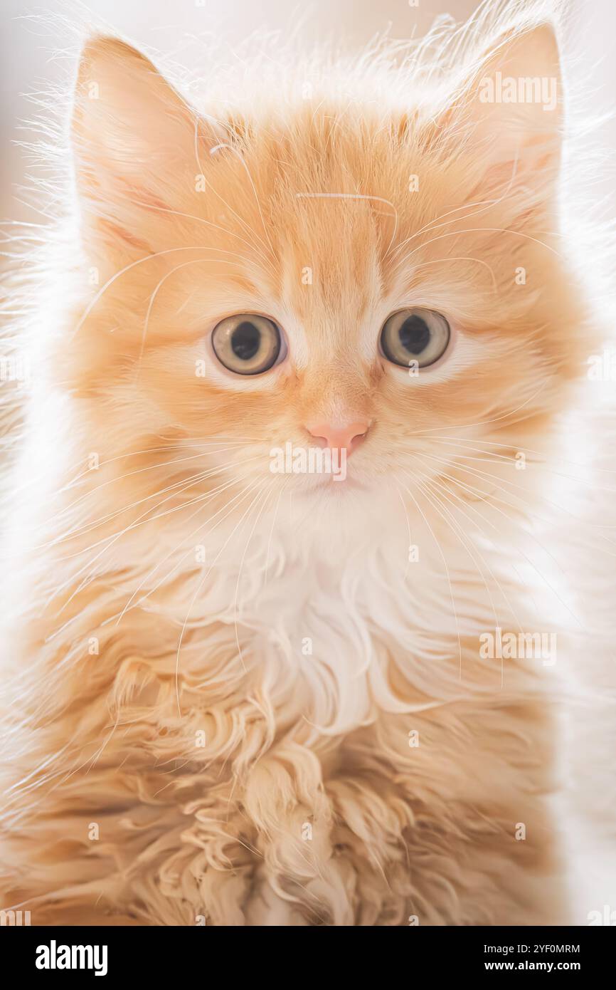 A close-up portrait of an adorable 2-month-old ginger tabby kitten ...