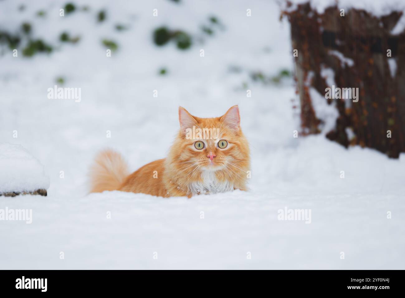 A curious ginger tabby cat crouching low in a snowy backyard, with a ...