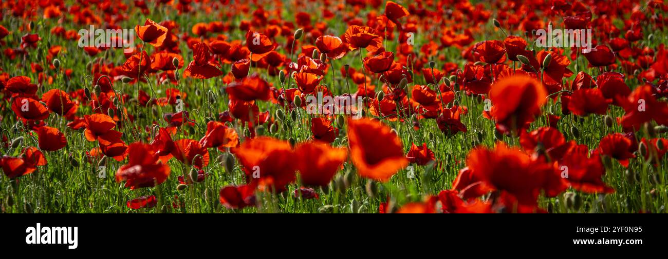 Anzac day. Remembrance day, Memorial day. Red poppies. Vivid poppy ...