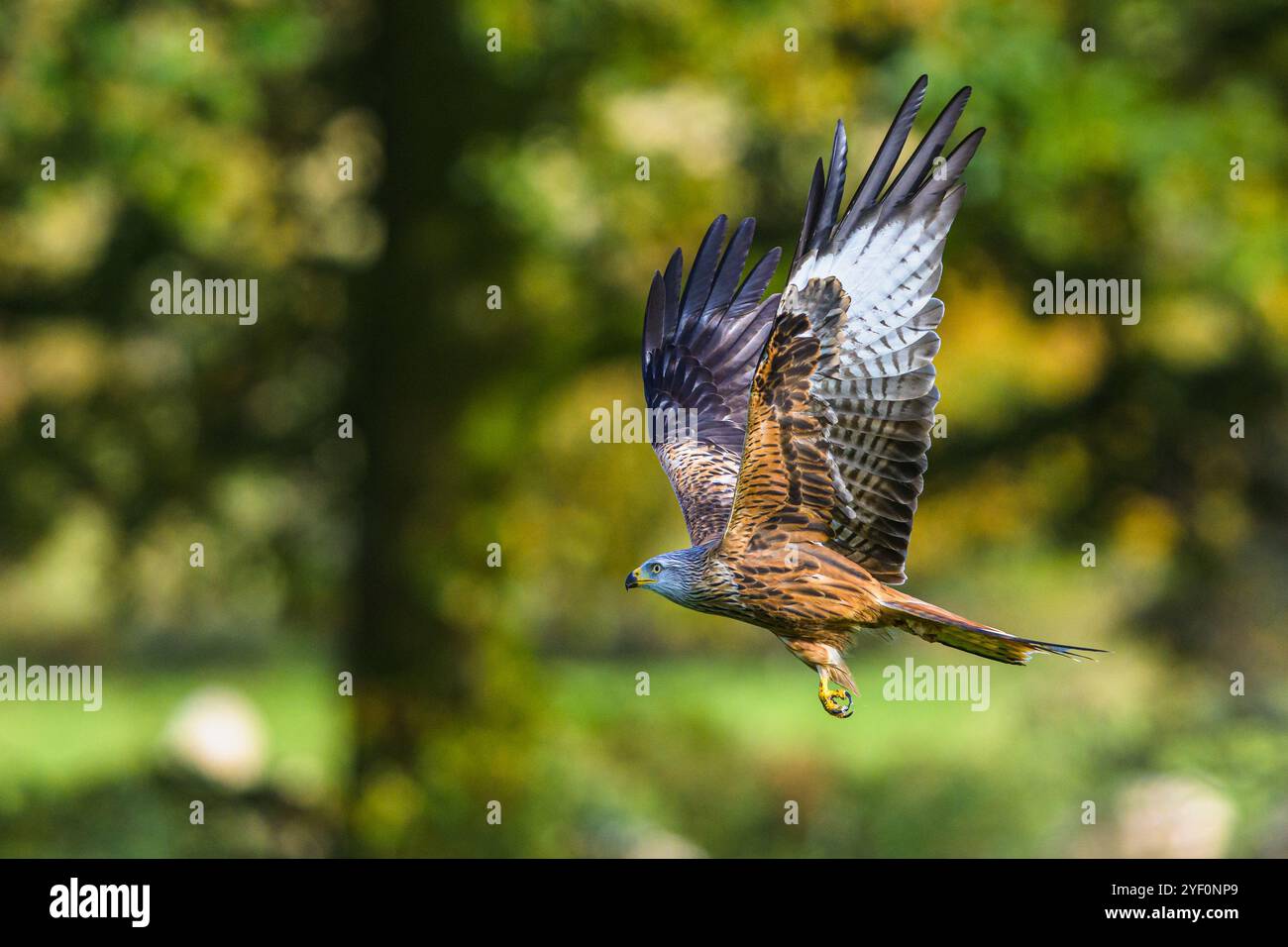 Red Kite, Milvus milvus, bird in flight Stock Photo - Alamy