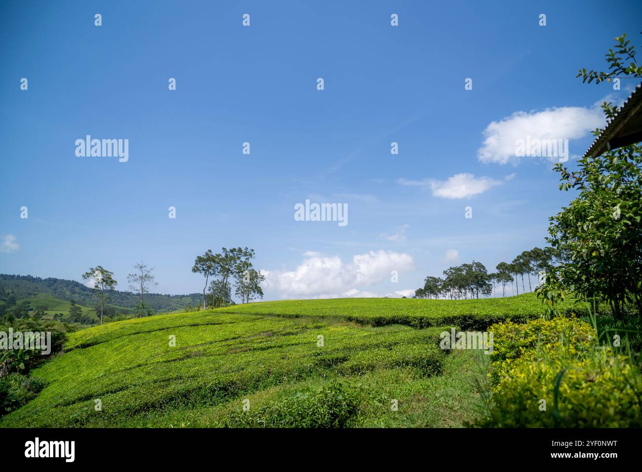 tea plantation during sunny day, ciwidey bandung Stock Photo - Alamy