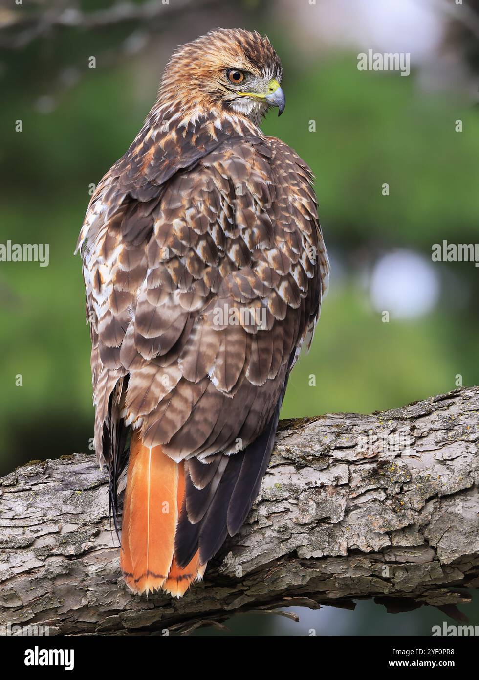 Red-tailed Hawk perched on a branch tree in the forest, Quebec, Canada ...