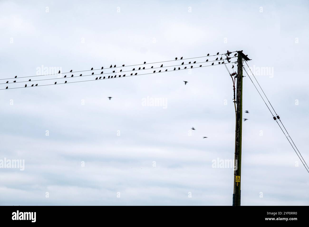 Bird on electricity pole hi-res stock photography and images - Alamy