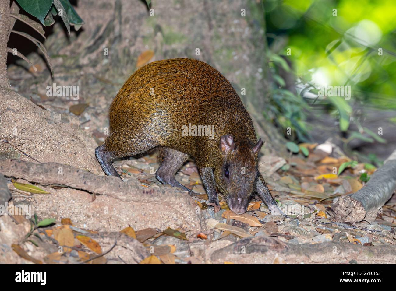 Honduras, Roatán, Ruatan Island Agouti (Dasyprocta ruatanica), Roatán ...