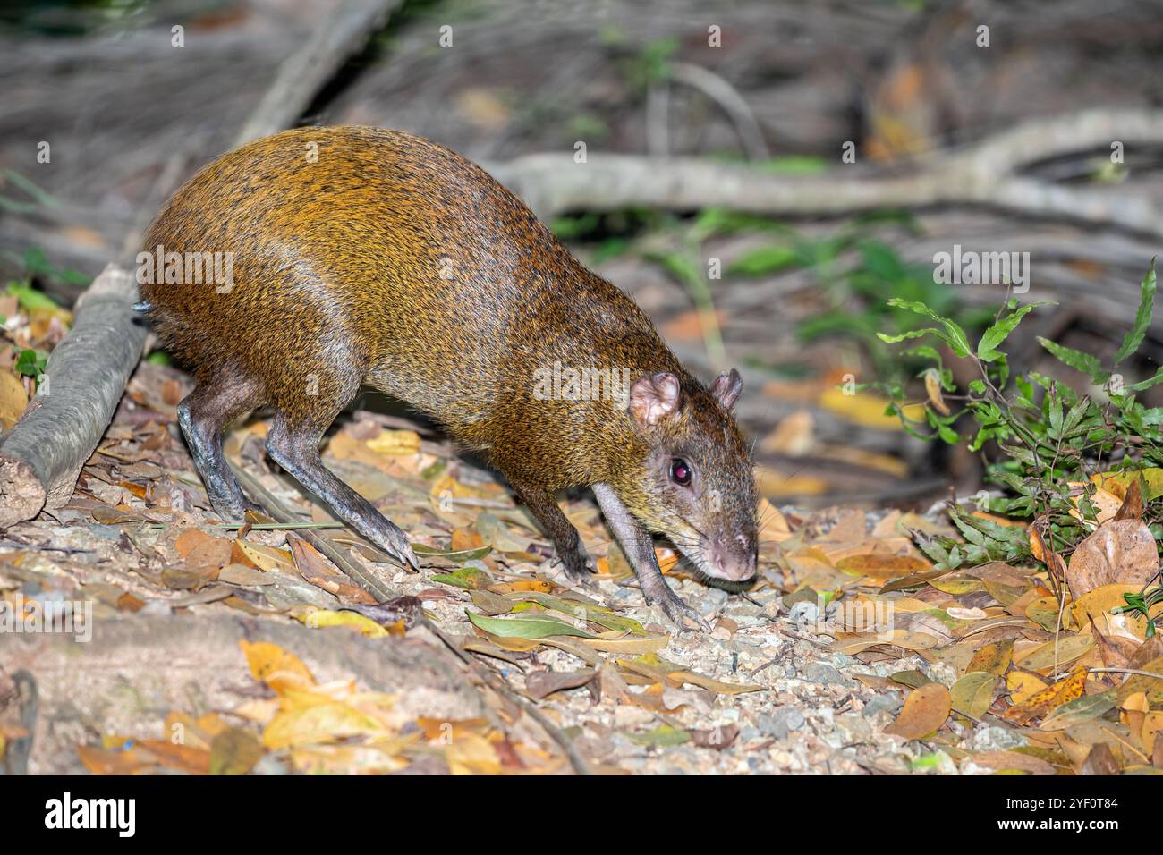Honduras, Roatán, Ruatan Island Agouti (Dasyprocta ruatanica), Roatán ...