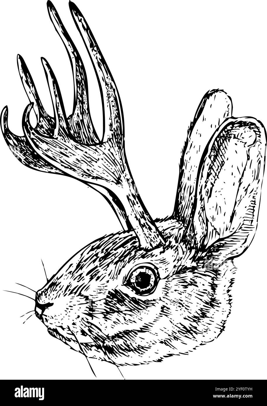 Jackalope head - hand drawn illustration of fantasy jackrabbit | black ...