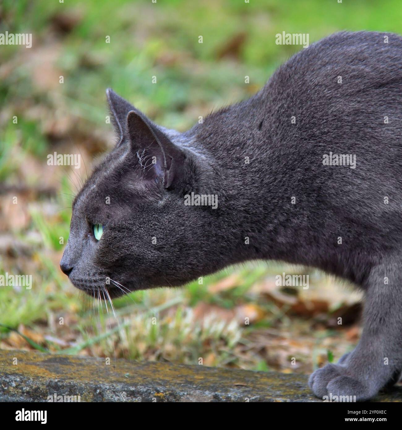 Pouncing cat hi-res stock photography and images - Alamy