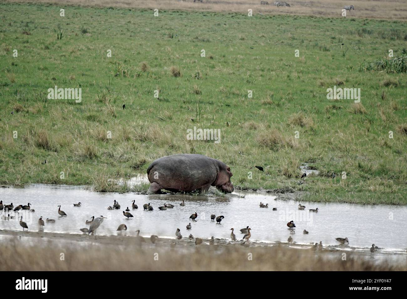 Retina hippo pool hi-res stock photography and images - Alamy