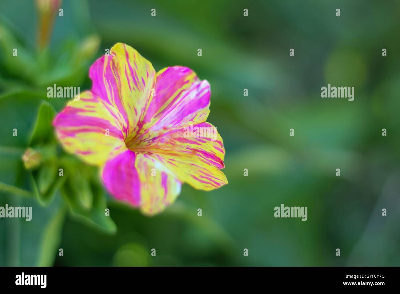Blossom bright pink and yellow four o'clock flowers bloom gracefully ...