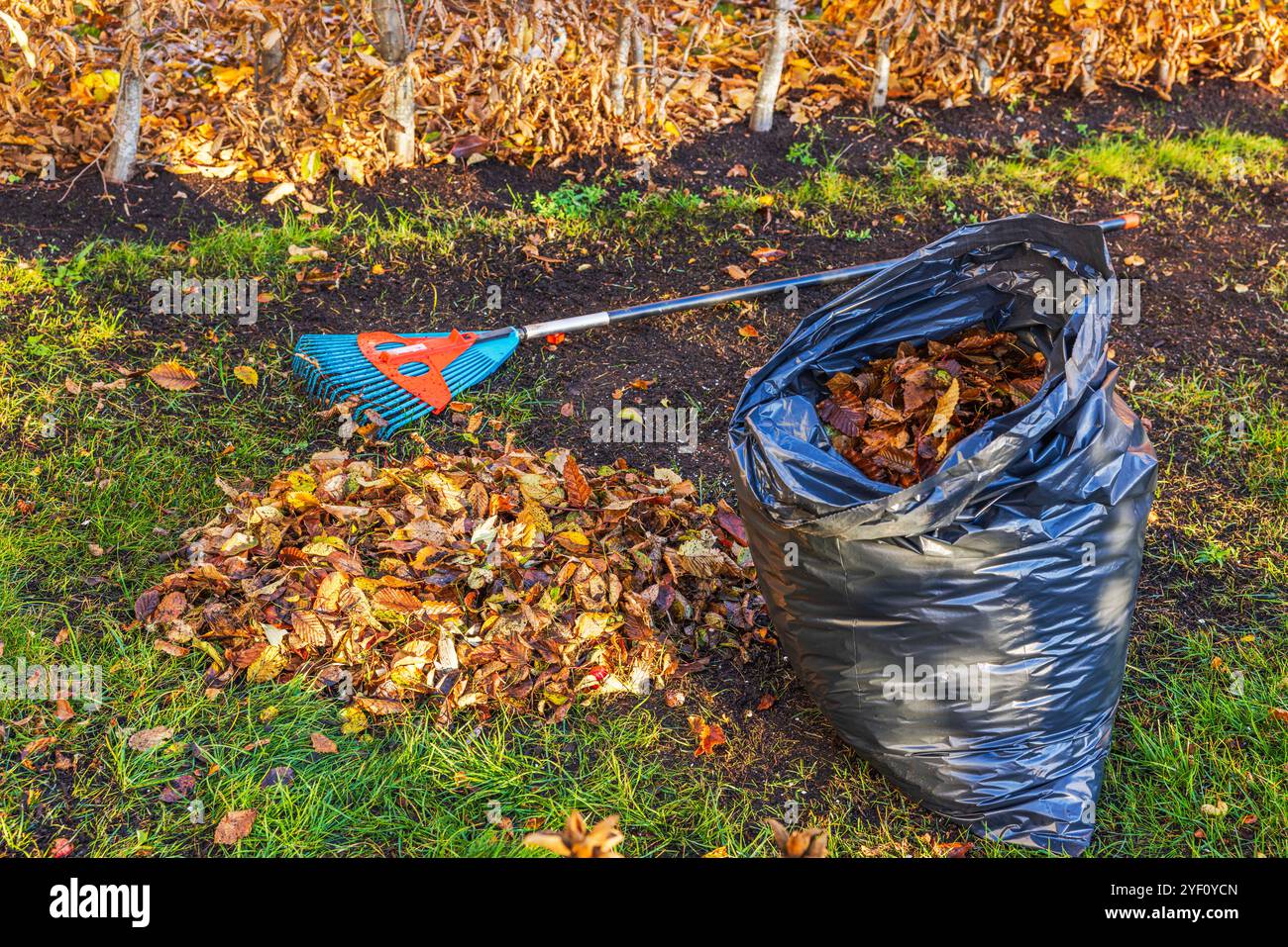 Autumn leaf pile with rake and plastic bag on grassy lawn during ...