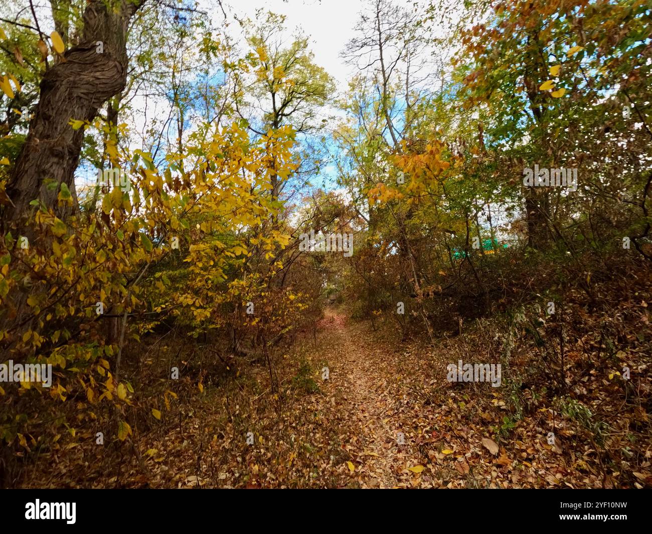 Trails snake through the woods of Fairmount Park as fall colors take ...