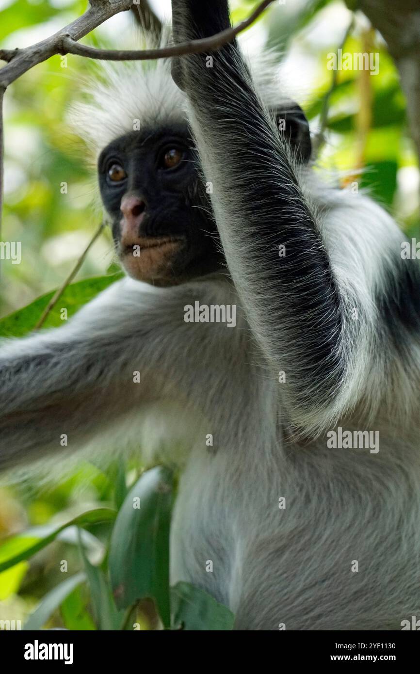 zanzibar red colobus monkey (Piliocolobus kirkii Stock Photo - Alamy
