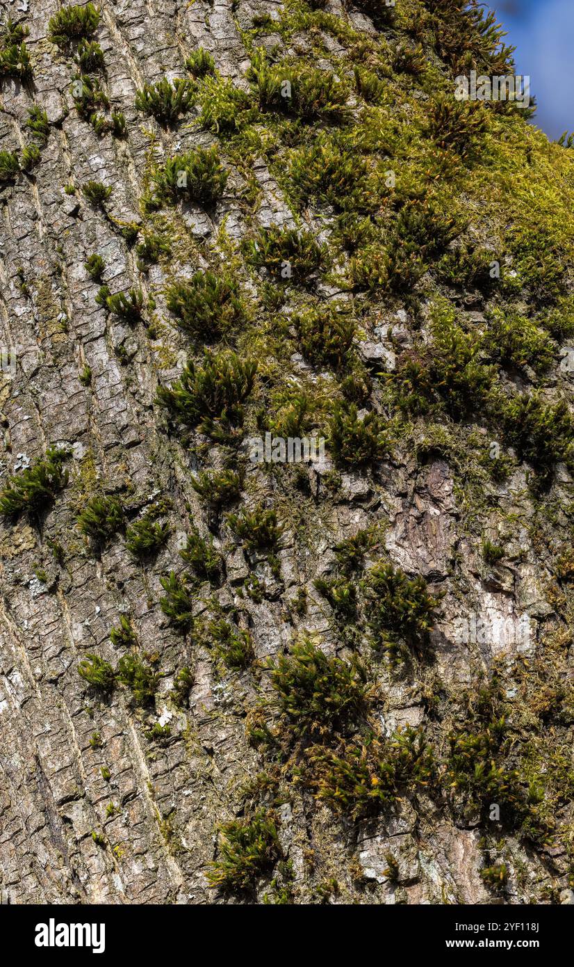 Bristle hi-res stock photography and images - Alamy