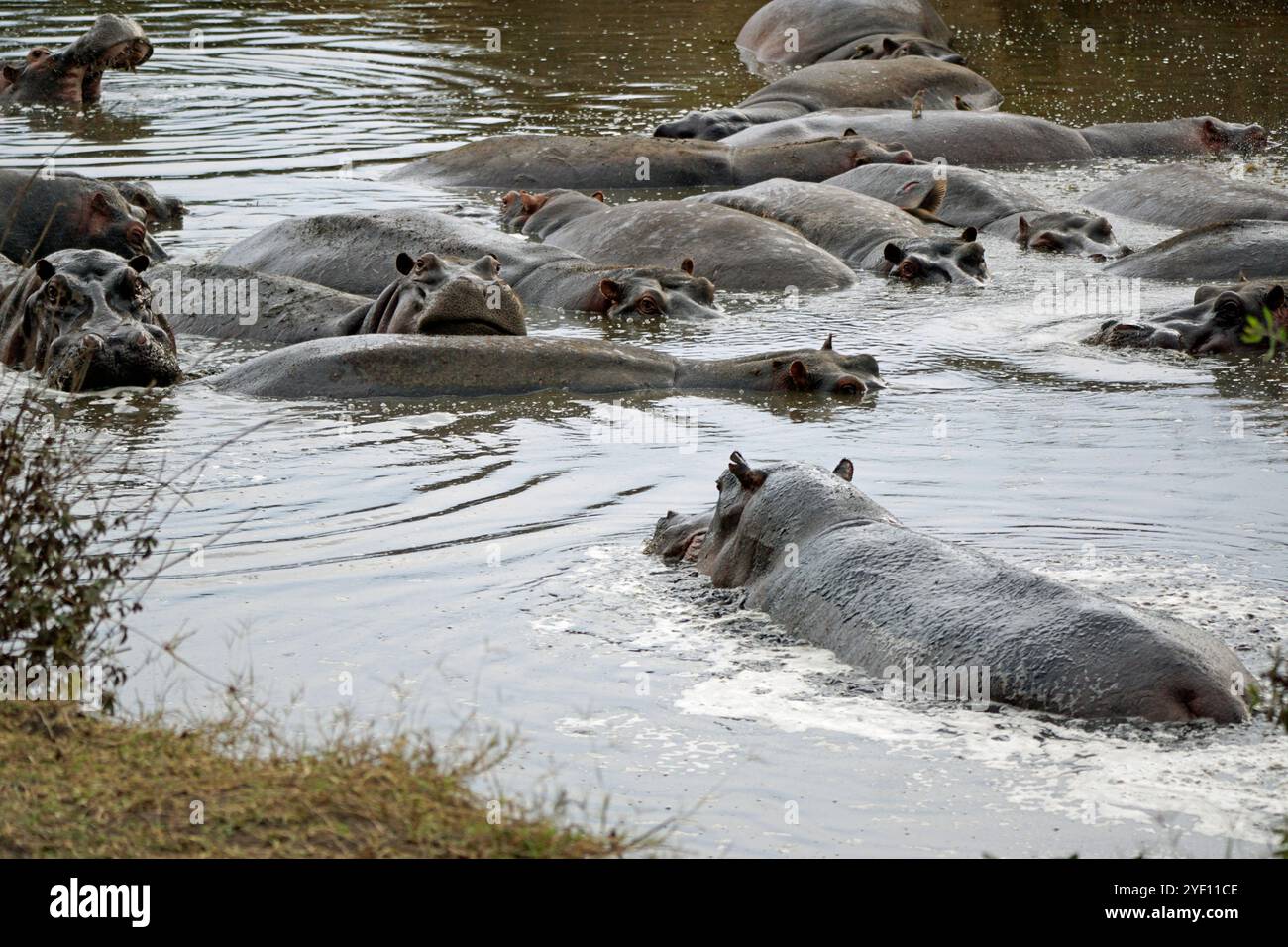 Retina hippo pool hi-res stock photography and images - Alamy