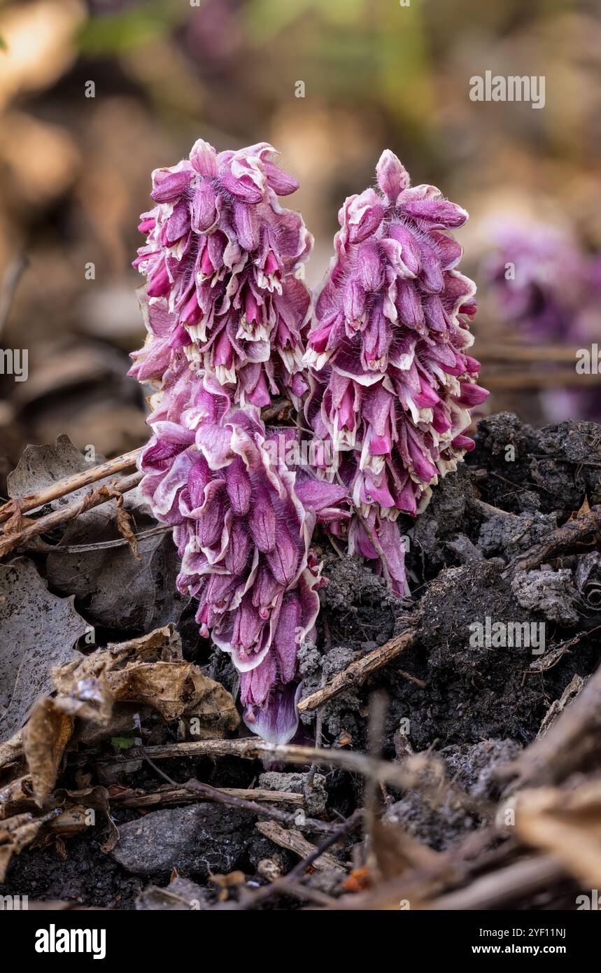 Scaly flower hi-res stock photography and images - Alamy