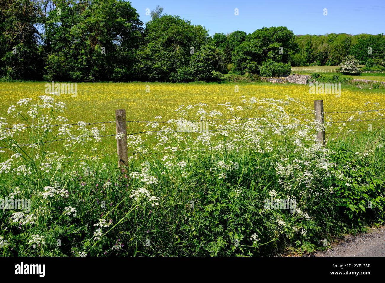 English Roadside Verge in Spring Stock Photo - Alamy