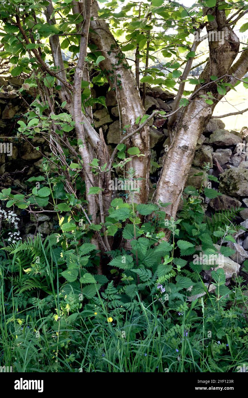 Tree Growing in Hedgerow amidst Vegetation Stock Photo - Alamy