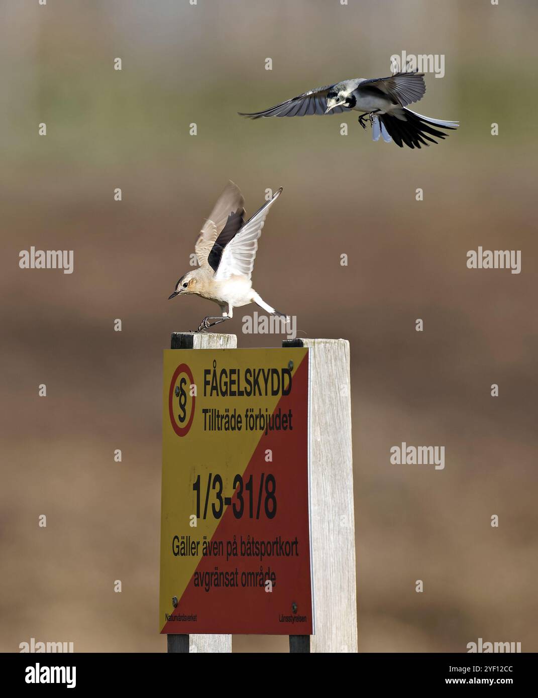 Do not feed the birds sign hi-res stock photography and images - Alamy
