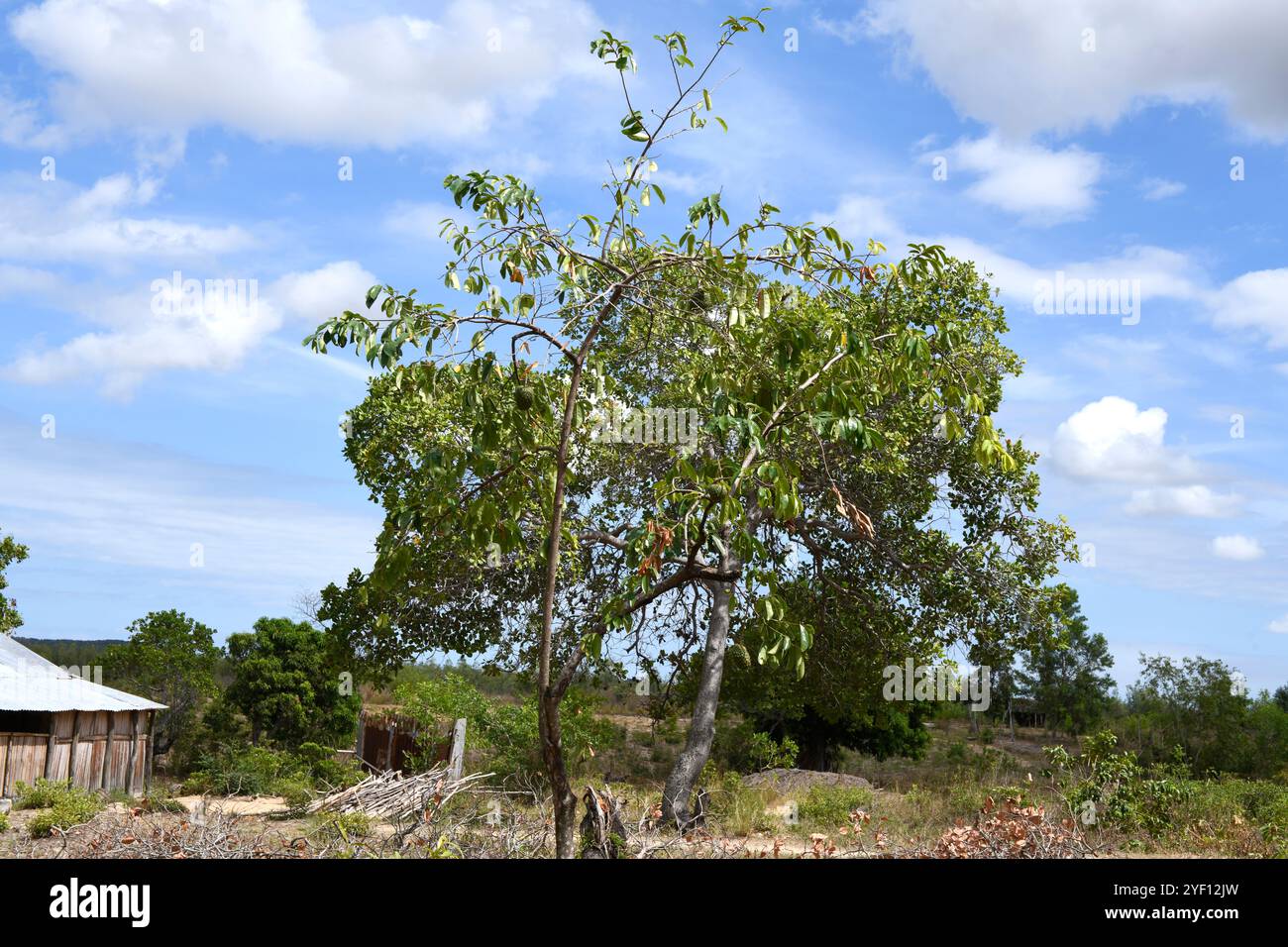 Guyabano tree hi-res stock photography and images - Alamy