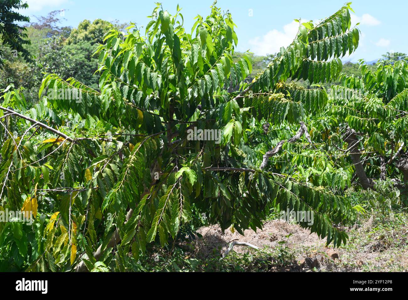 Ylang-ylang (Cananga odorata) is an evergreen tree native to Asia from ...