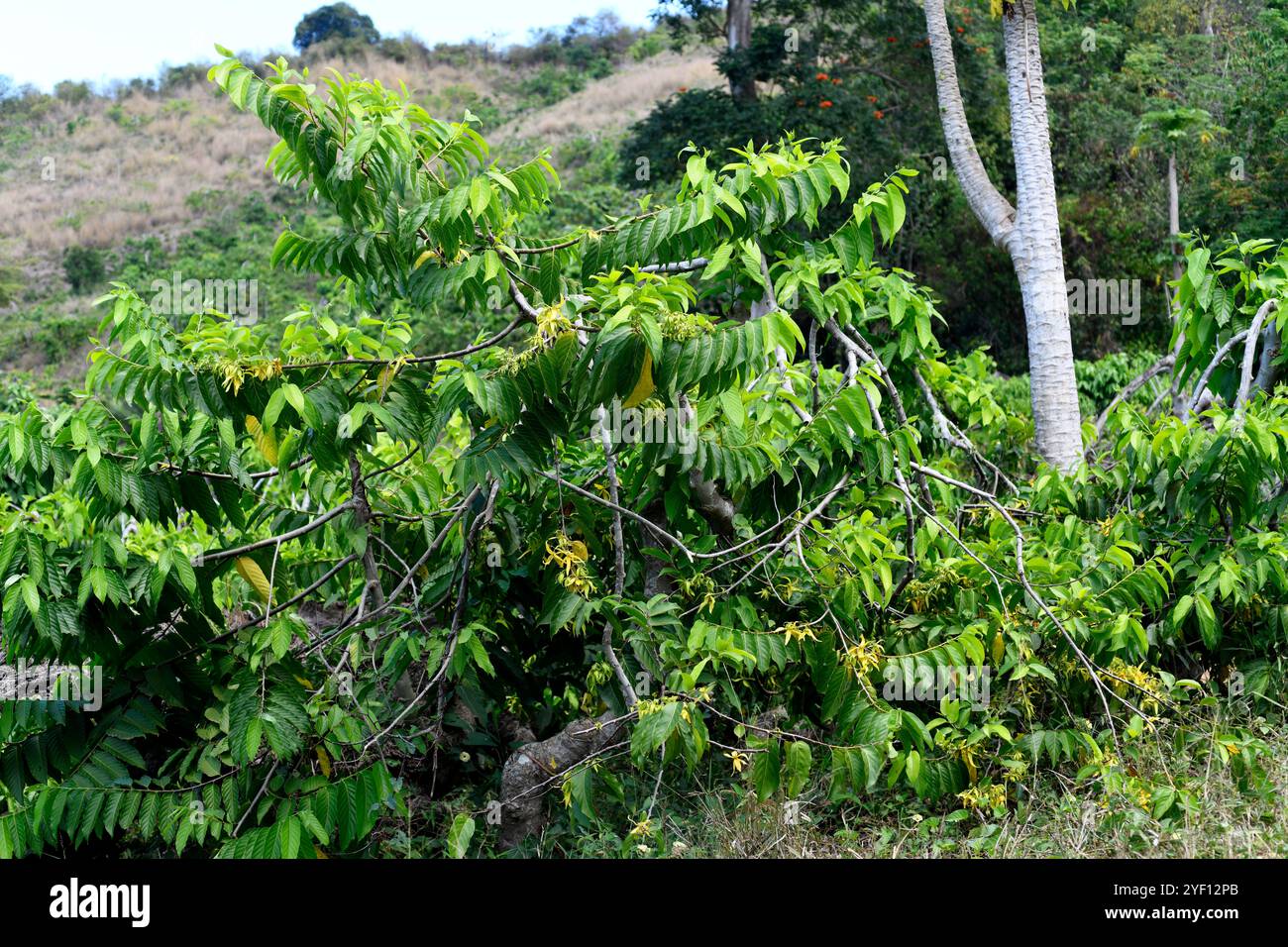 Ylang-ylang (Cananga odorata) is an evergreen tree native to Asia from ...