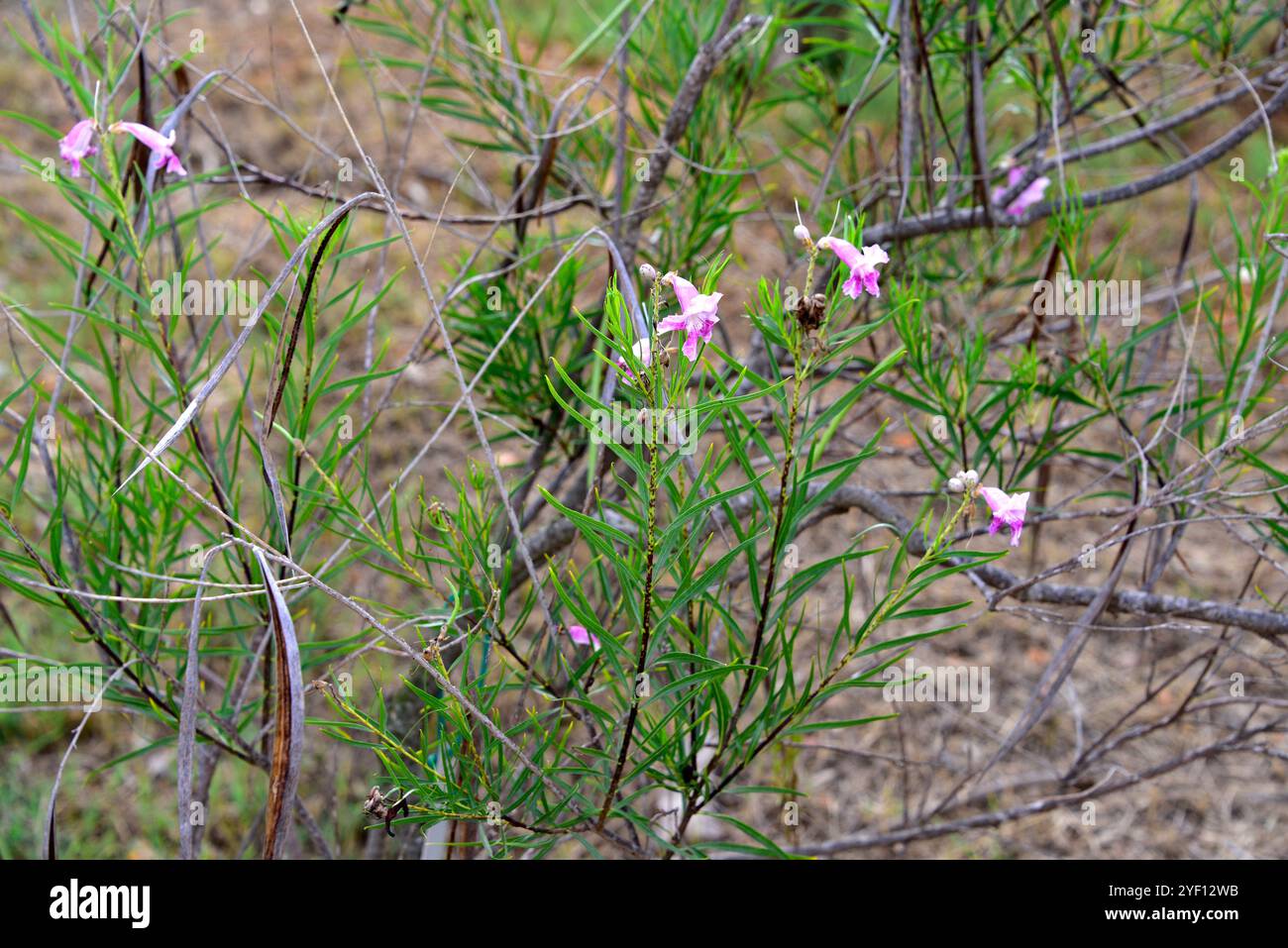 Desert wilow (Chilopsis linearis) is a shrub native to northern Mexico ...