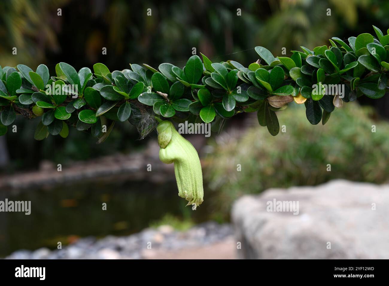 Calabash tree (Crescentia mirabilis) is a small tree endemic to Cuba ...