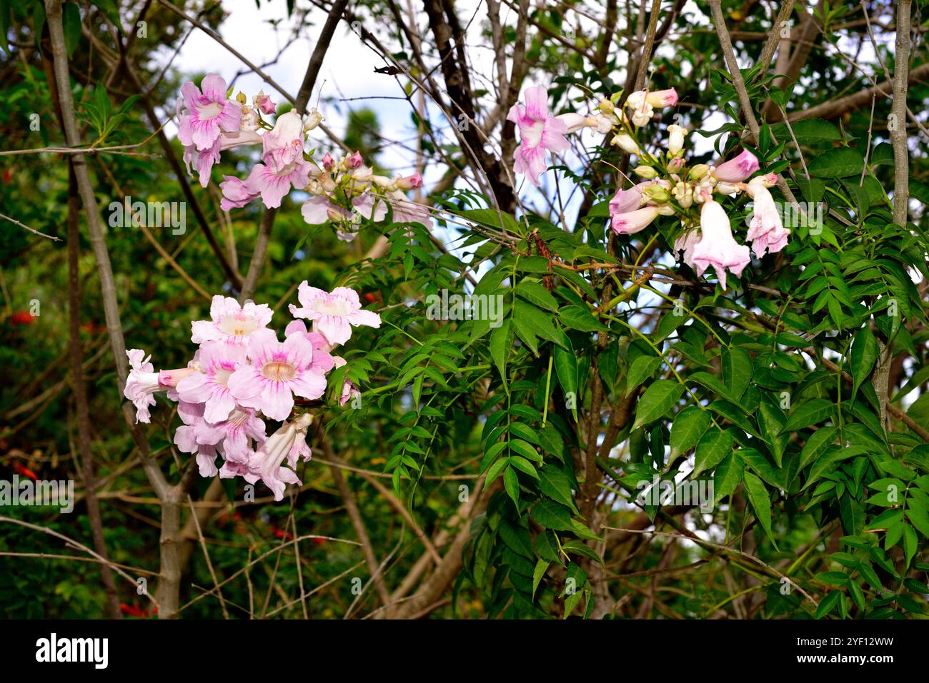 Pink trumpet vine (Podranea ricasoliana or Tecoma ricasoliana) is a ...