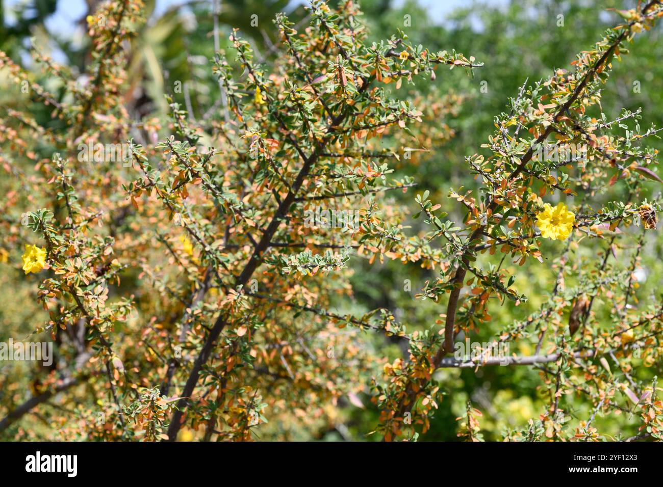 Karoo gold (Rhigozum obovatum) is a medicinal shrub native to southern ...