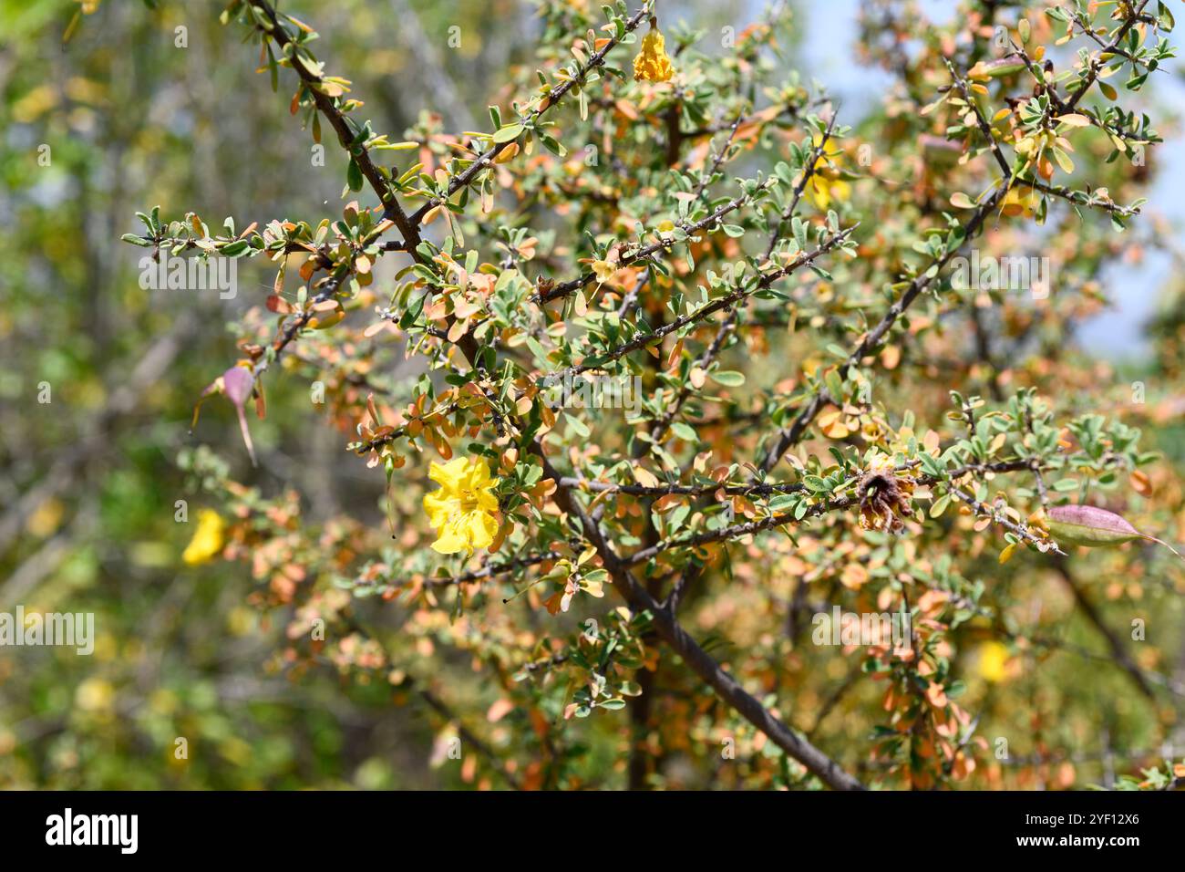 Karoo gold (Rhigozum obovatum) is a medicinal shrub native to southern ...