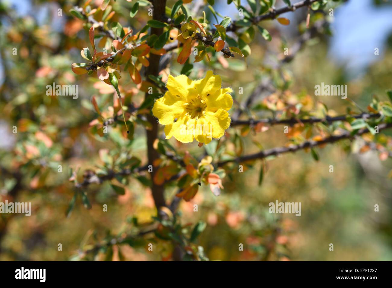 Karoo gold (Rhigozum obovatum) is a medicinal shrub native to southern ...