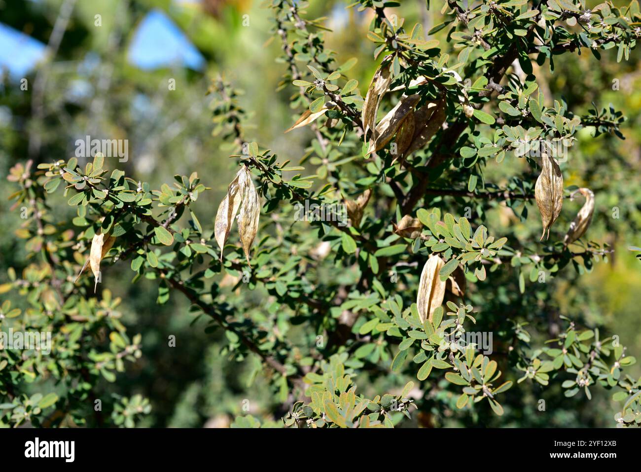 Karoo gold (Rhigozum obovatum) is a medicinal shrub native to southern ...