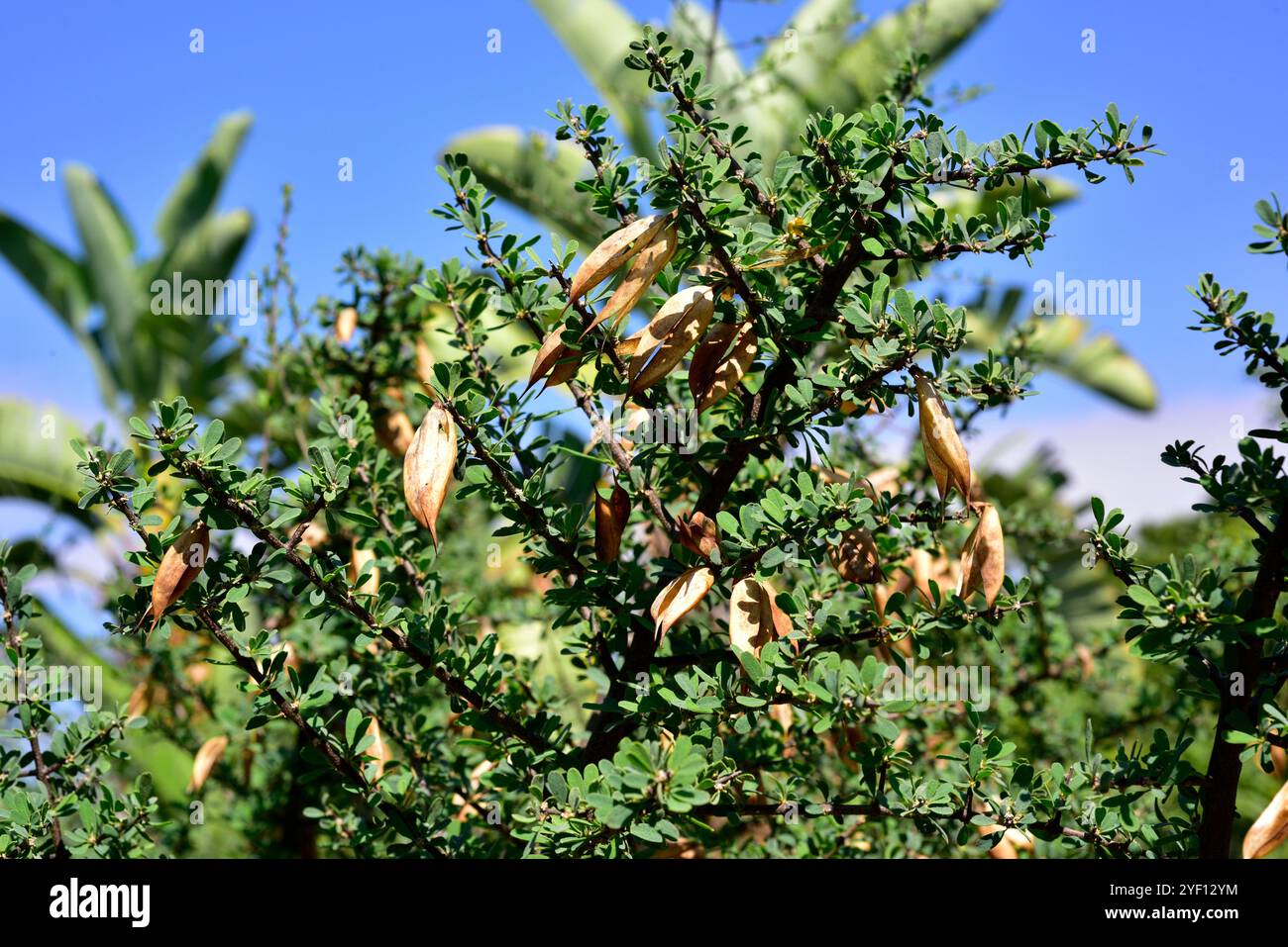 Karoo gold (Rhigozum obovatum) is a medicinal shrub native to southern ...