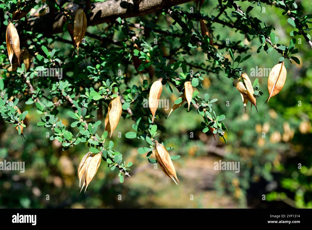 Karoo gold (Rhigozum obovatum) is a medicinal shrub native to southern ...