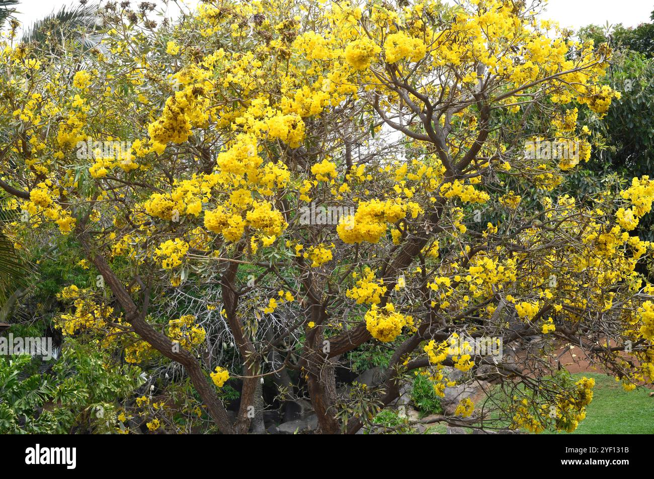 Caribbean trumpet tree (Tabebuia aurea) is a deciduous tree native to ...