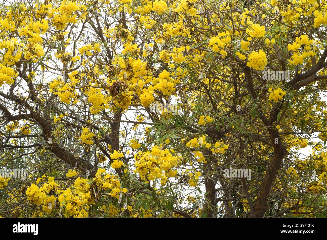 Caribbean trumpet tree (Tabebuia aurea) is a deciduous tree native to ...