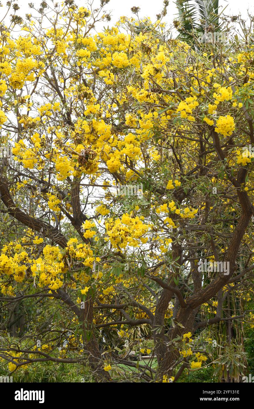 Caribbean trumpet tree (Tabebuia aurea) is a deciduous tree native to ...