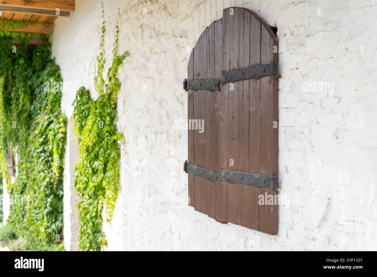 Rustic wooden shutters on a white wall covered with green ivy Stock ...