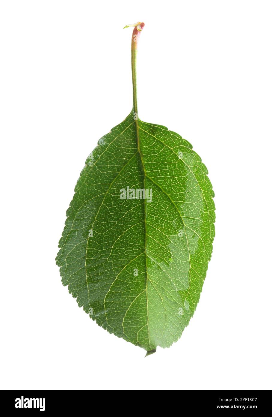 Summer tree grow on Cut Out Stock Images & Pictures - Alamy