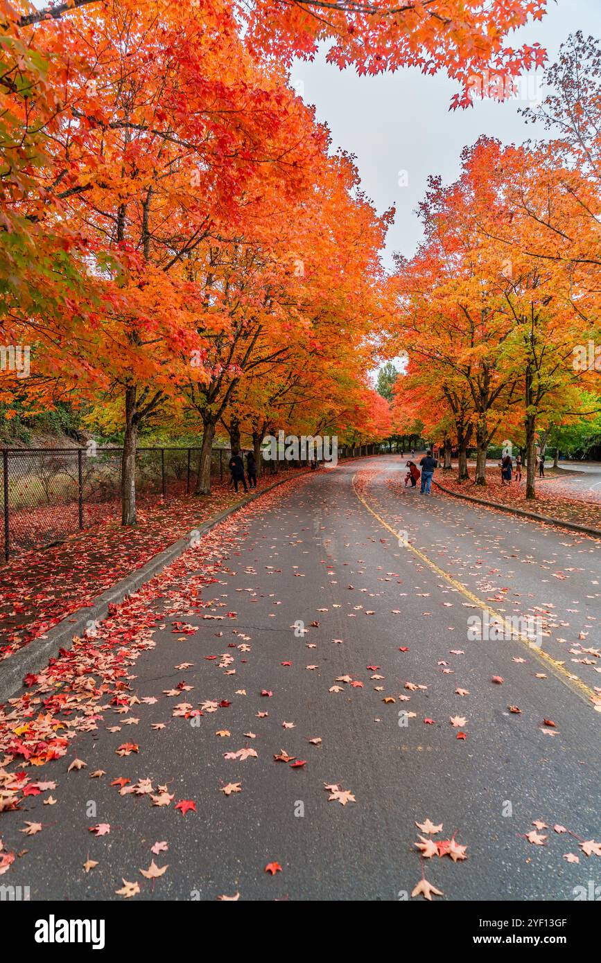 Trees with brilliant fall colors at Coulon Park in Renton, Washington Stock Photo - Alamy