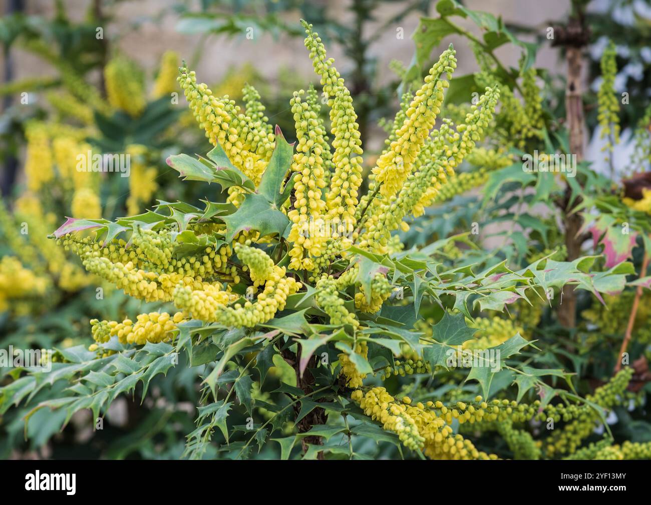 Close-up image of the yellow flowers of a spiky & evergreen Mahonia ...