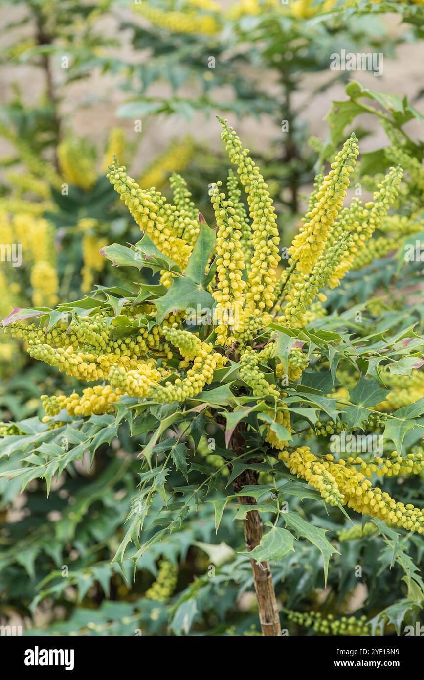 Mahonia flowered in early november 2024 hi-res stock photography and ...