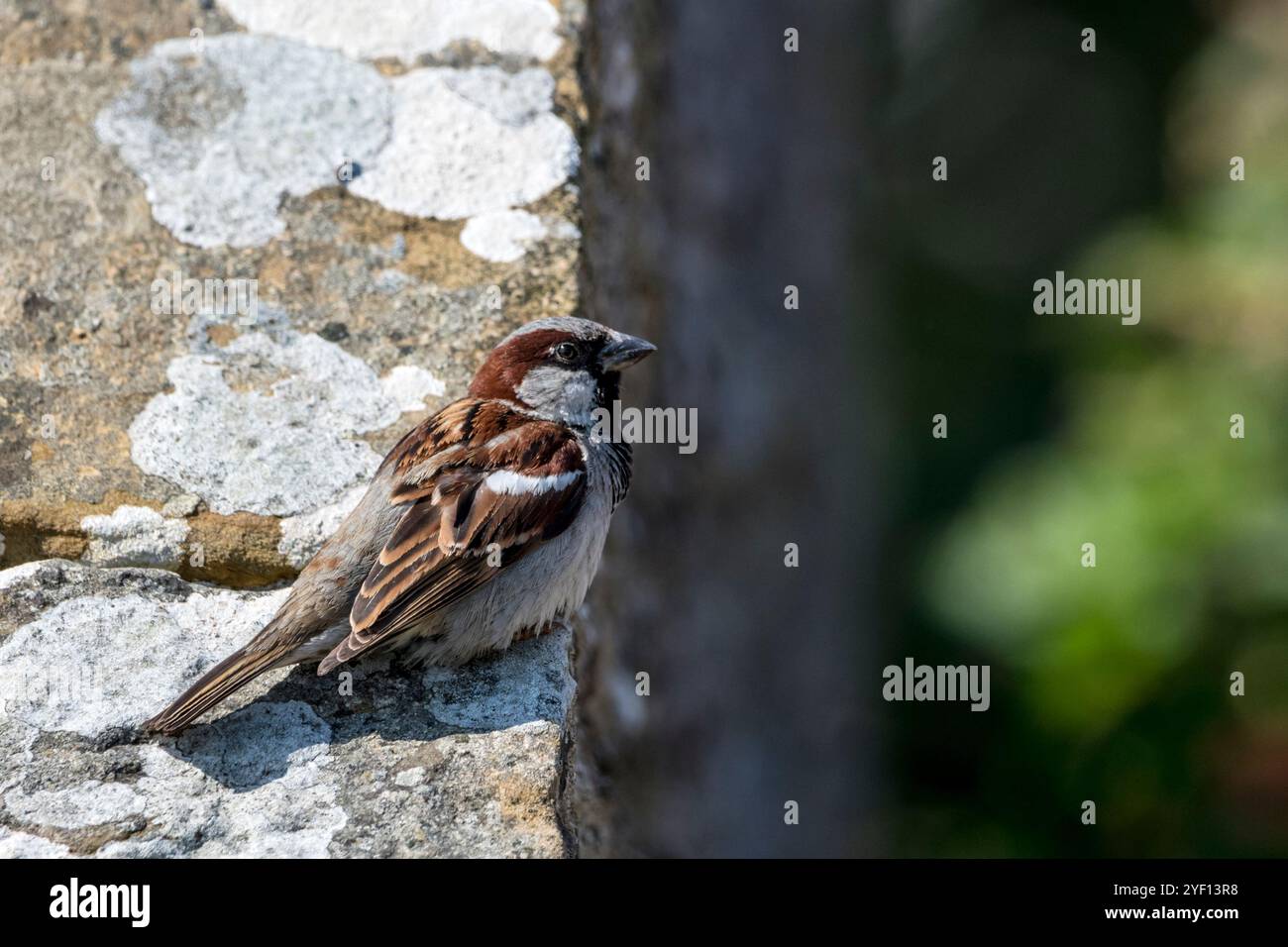 Male house sparrow, Passer domesticus, clinging to the stone wall of a farm building on Orkney ...