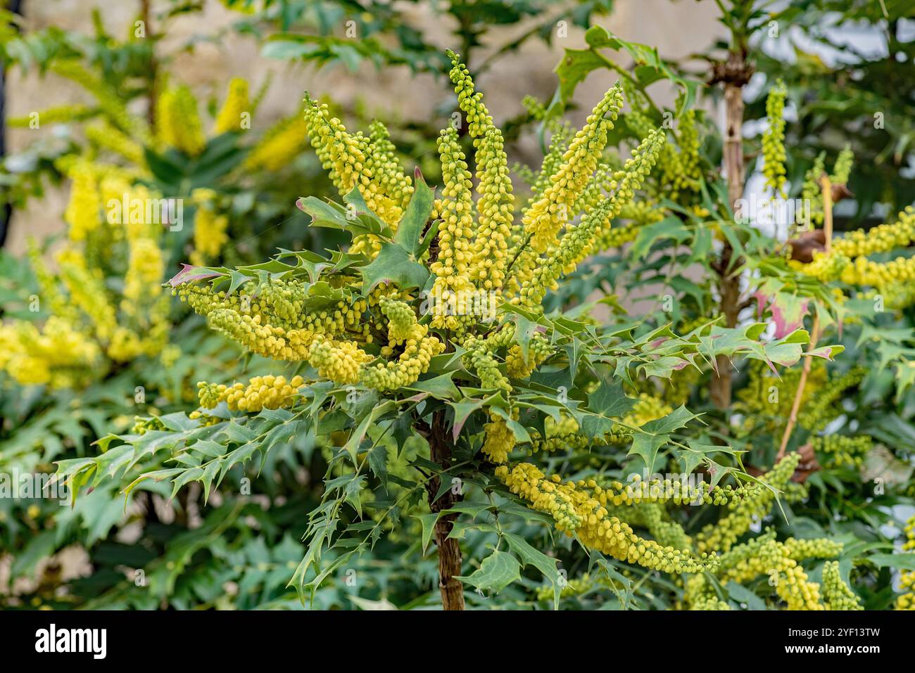Mahonia flowered in early november 2024 hi-res stock photography and ...