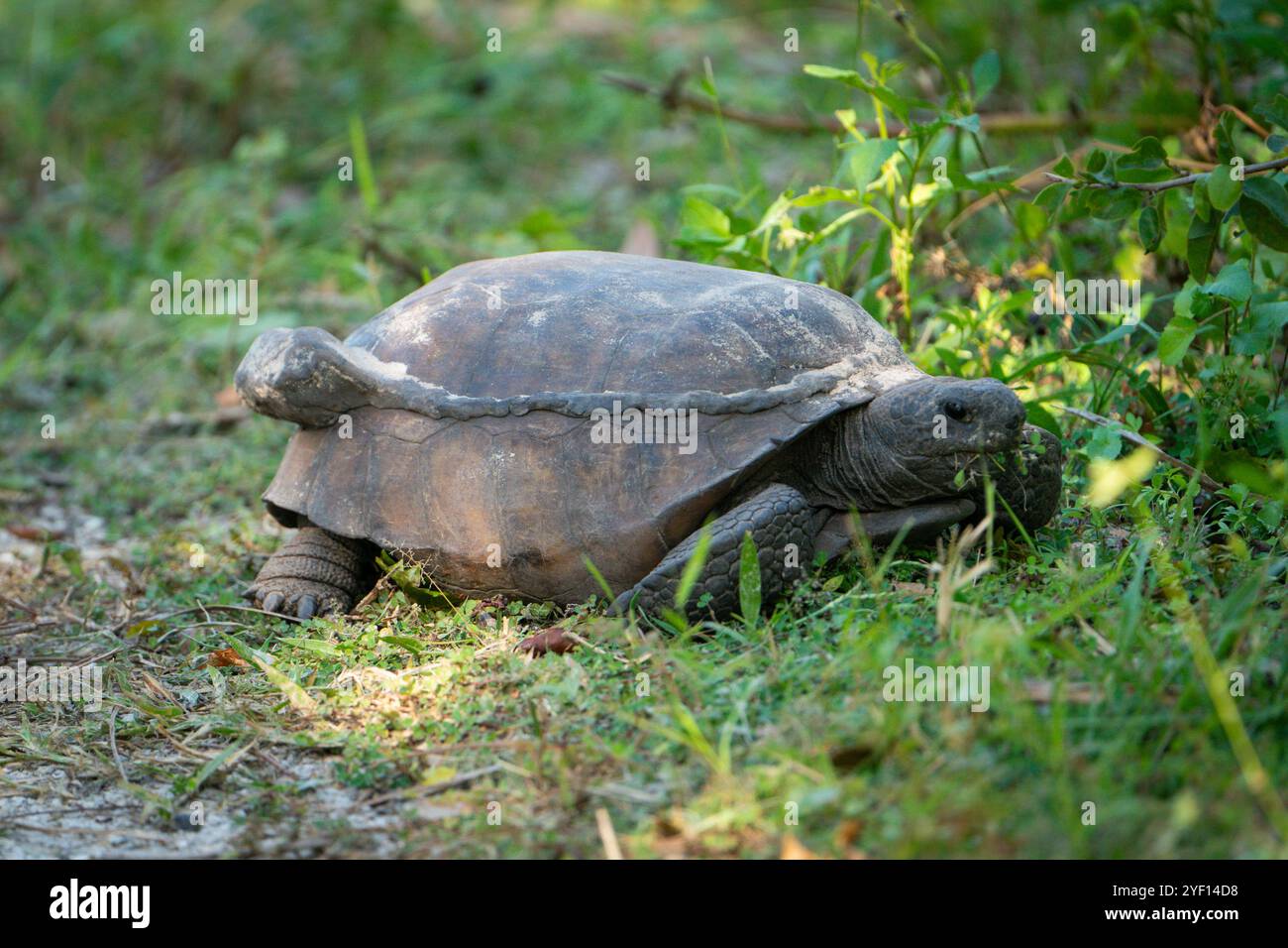 Gopher tortoise animals hi-res stock photography and images - Alamy