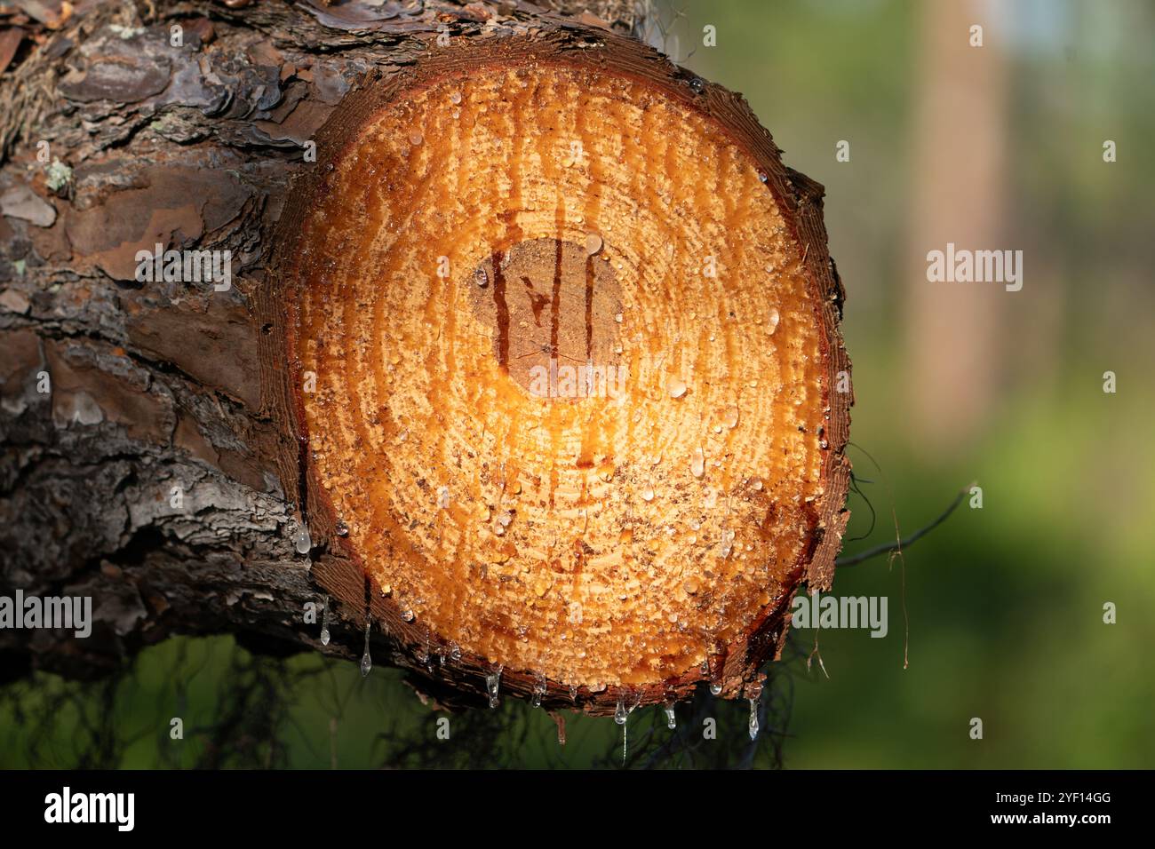 Tree sap dripping down a cut log Stock Photo - Alamy