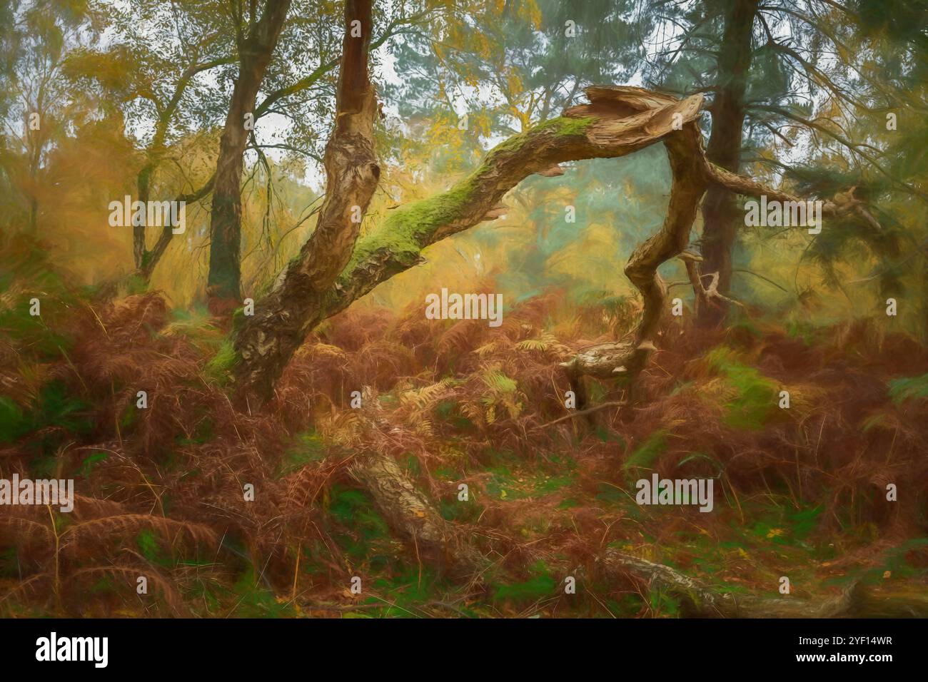 UK autumn fall digital oil painting of woodland trees at Brocton ...