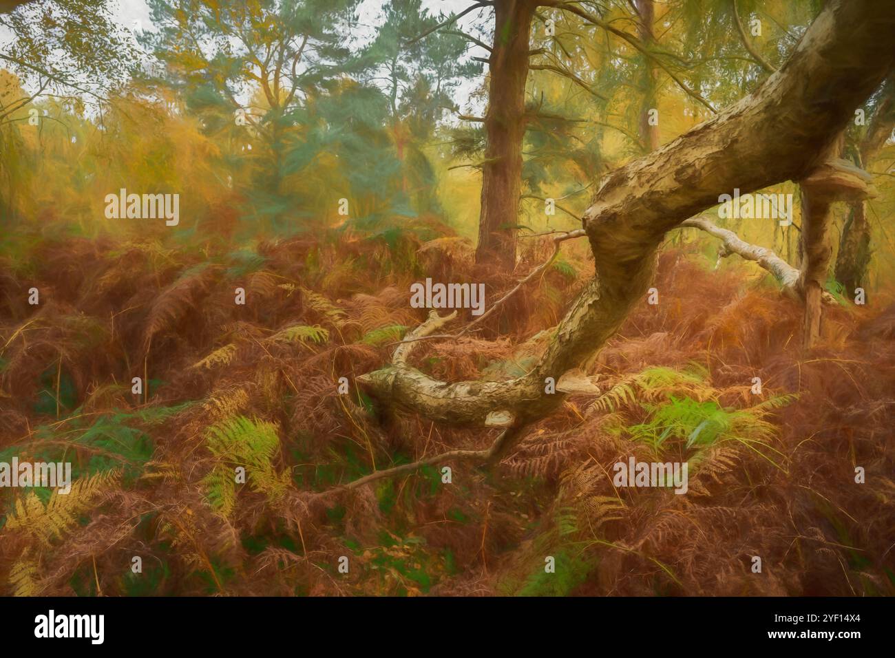 UK autumn fall digital oil painting of woodland trees at Brocton ...