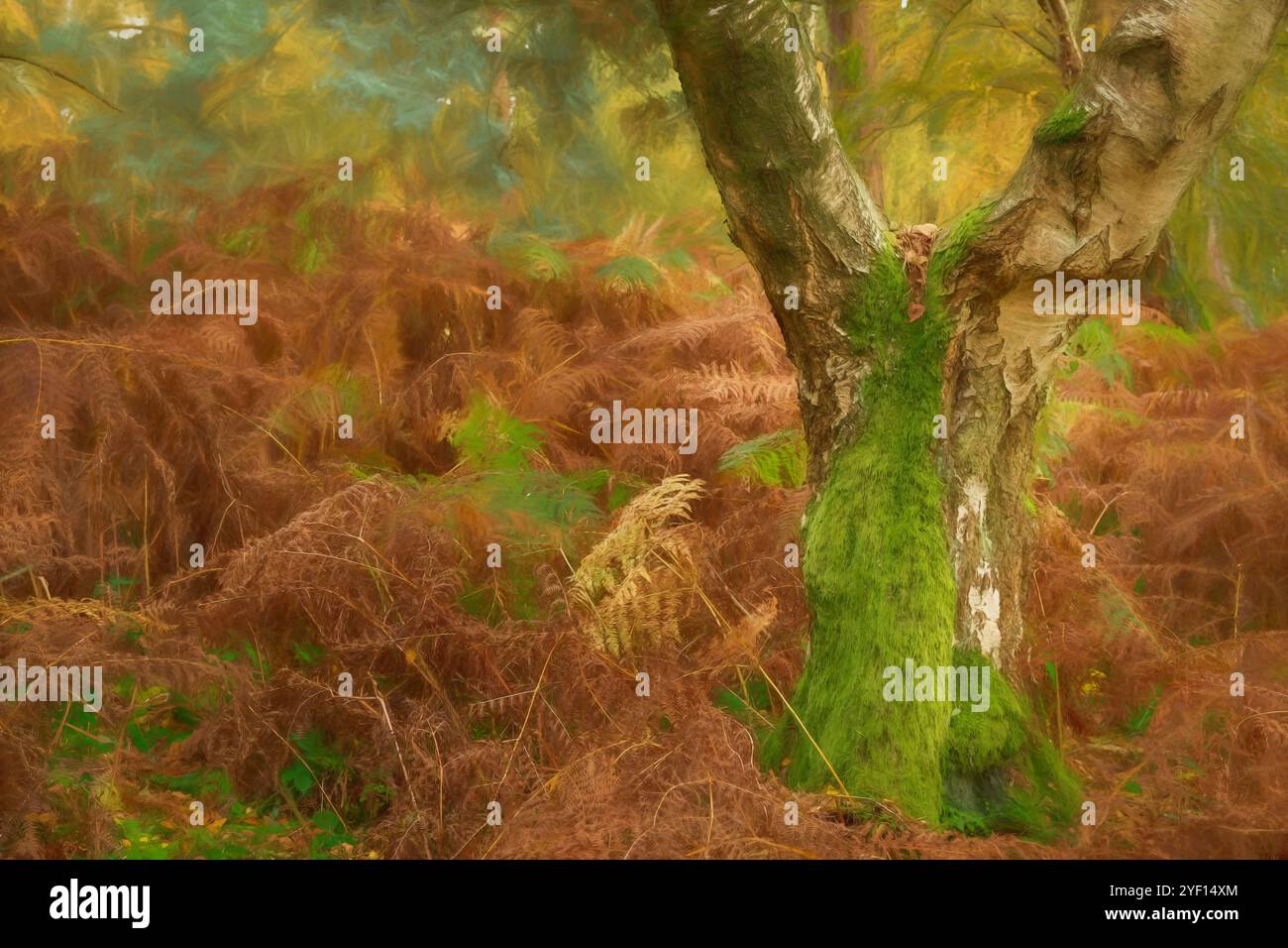 UK autumn fall digital oil painting of woodland trees at Brocton ...