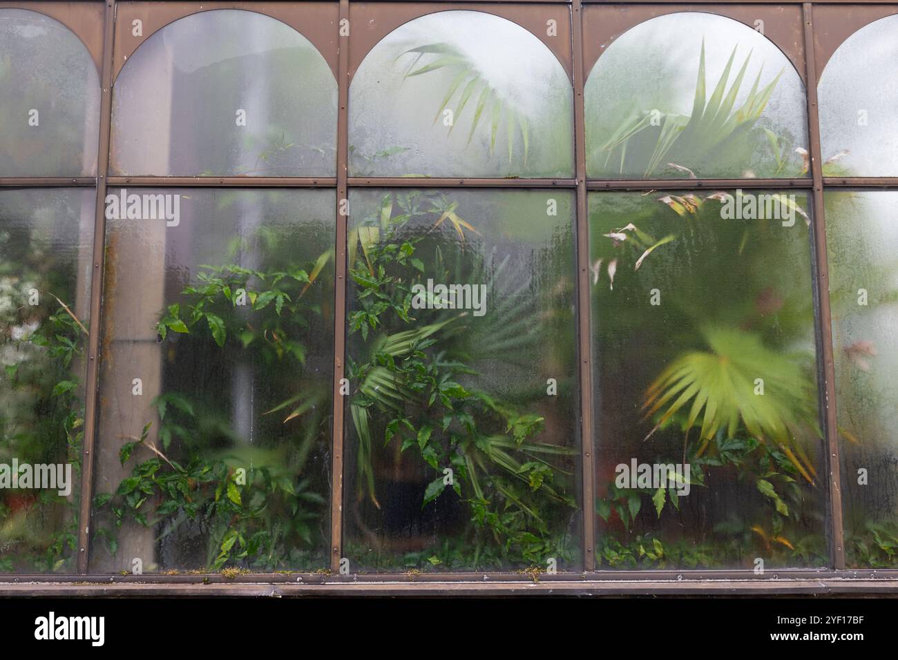 The windows of a Glasshouse in Scotland on a Autumnal morning Stock ...